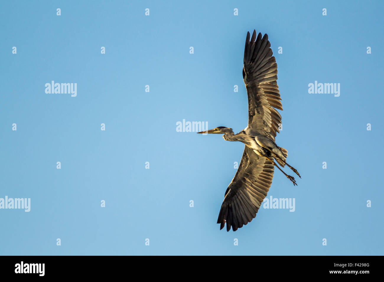 grey heron in flight Stock Photo - Alamy