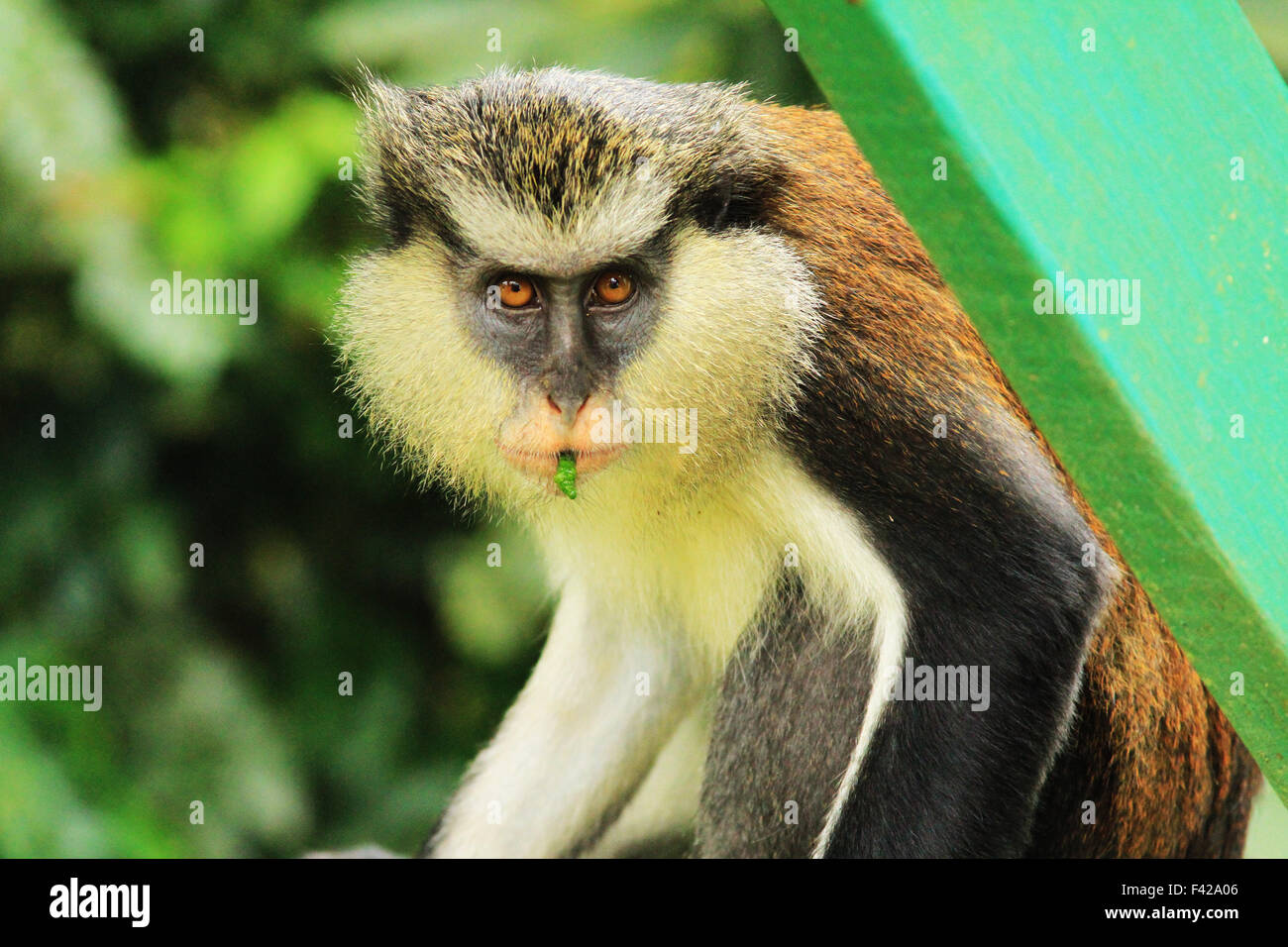 Mona Monkey in the Grand Etang Forest Reserve in Grenada Stock Photo ...