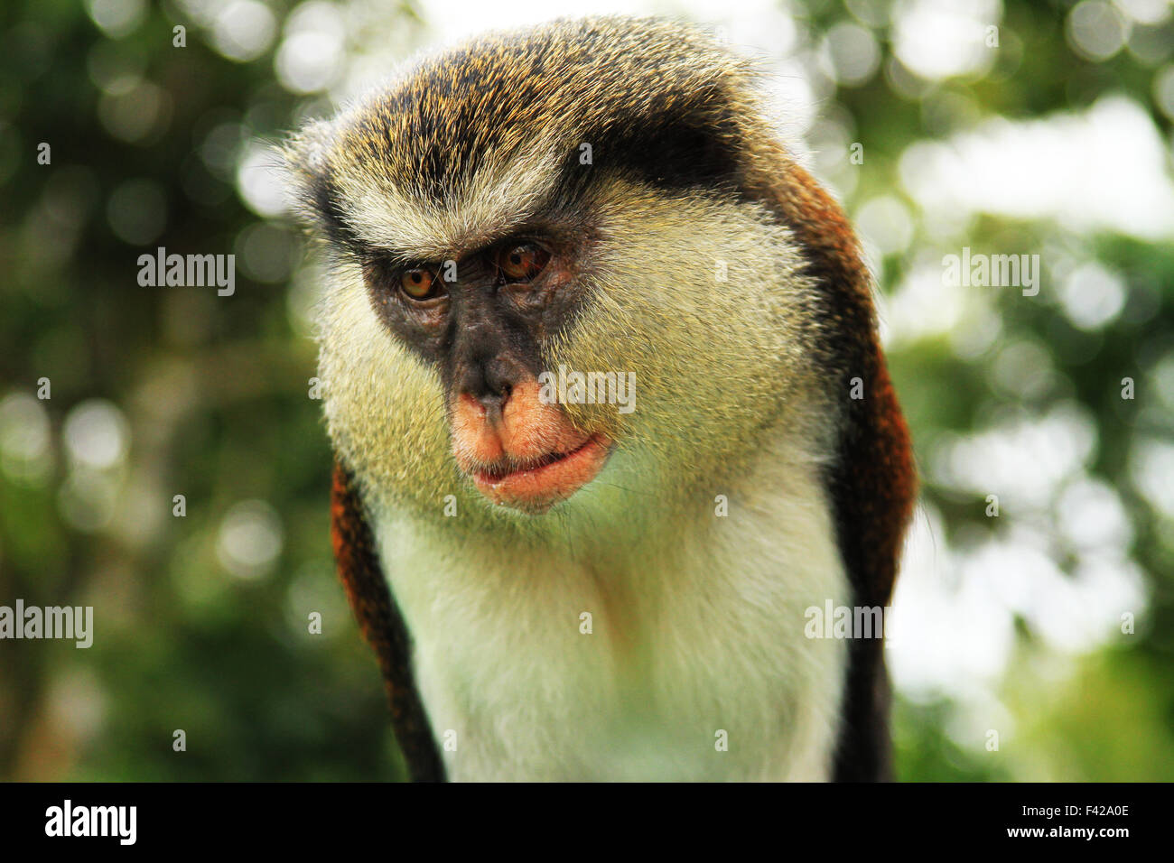 Mona Monkey in the Grand Etang Forest Reserve in Grenada Stock Photo ...