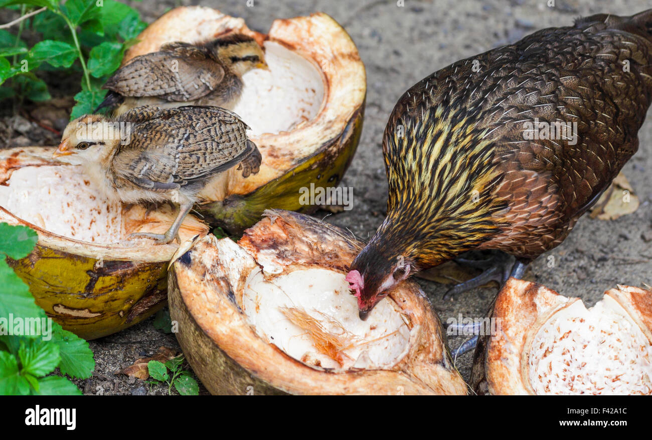 Wild chickens hi-res stock photography and images - Alamy