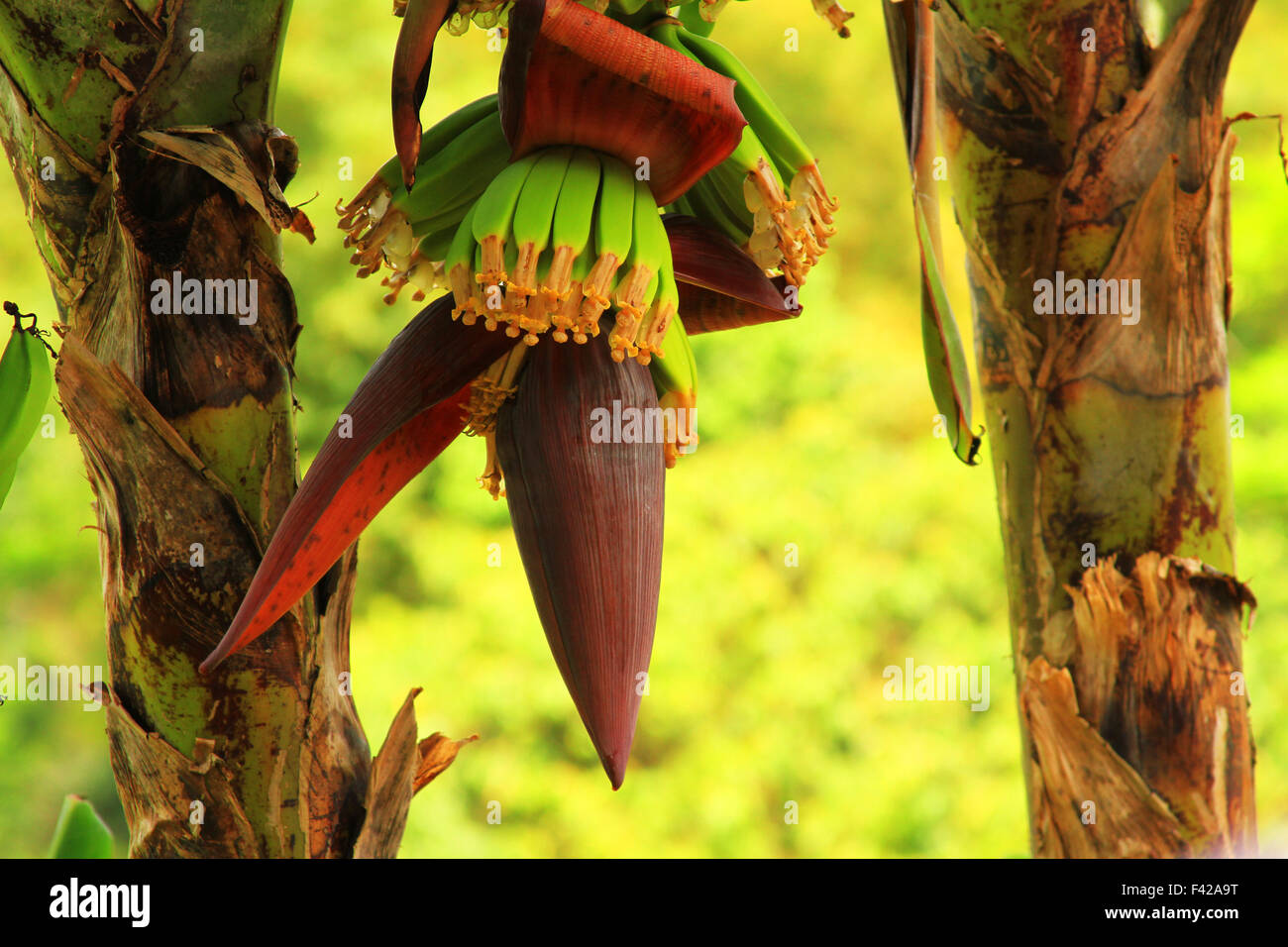 Grenada caribbean fruit hi-res stock photography and images - Alamy