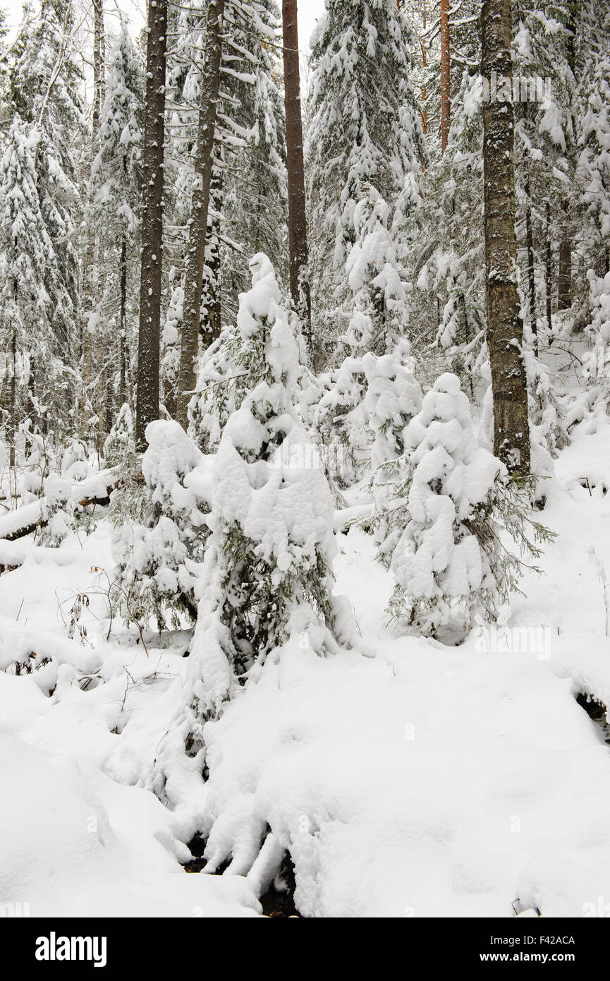 wind-fallen trees deep in taiga covered by the first snow Stock Photo ...