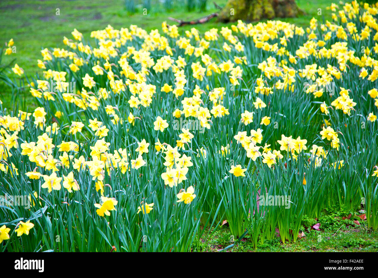 in london yellow flower field nature and spring Stock Photo - Alamy