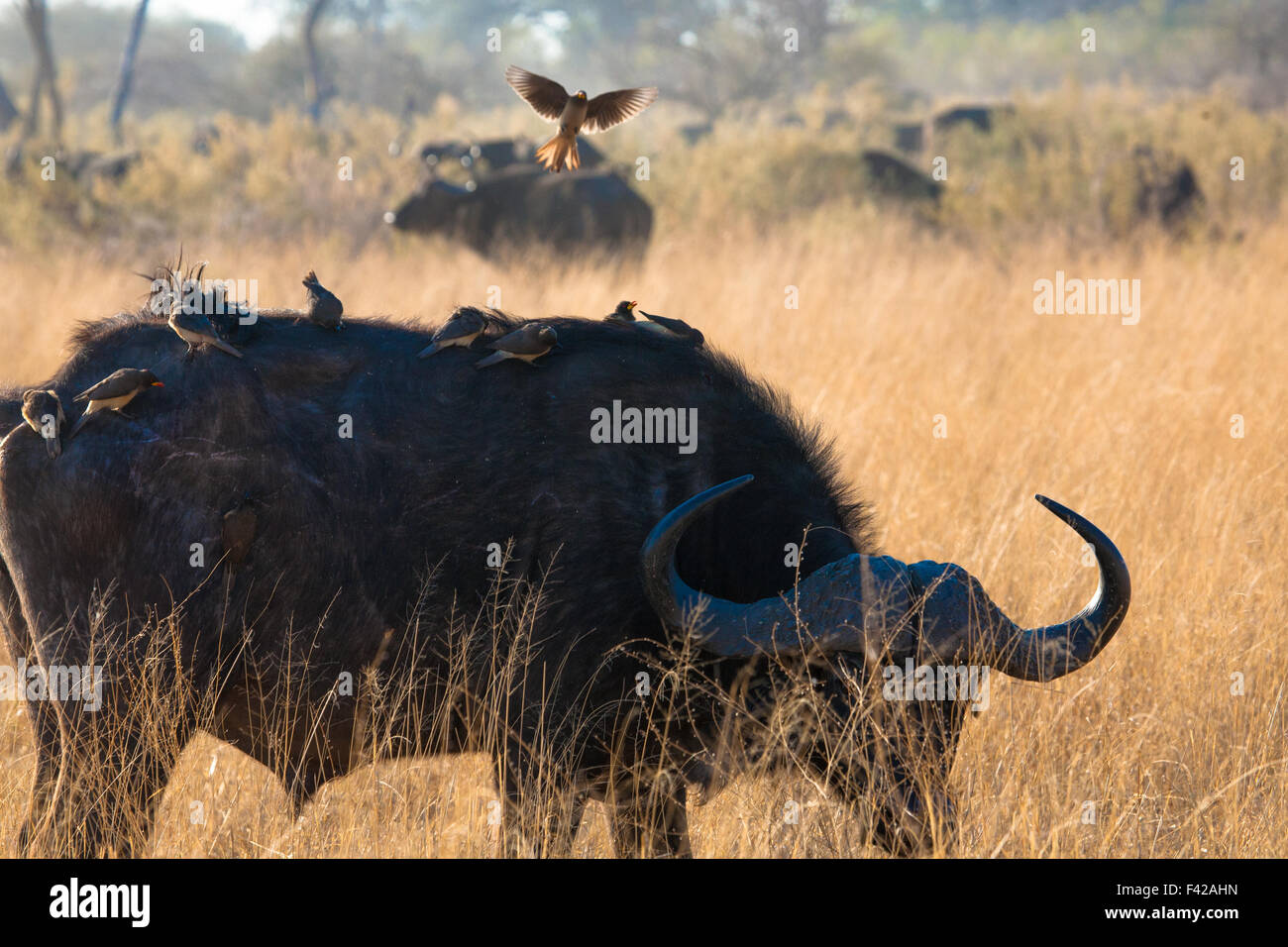 Buffalo and bird Stock Photo - Alamy