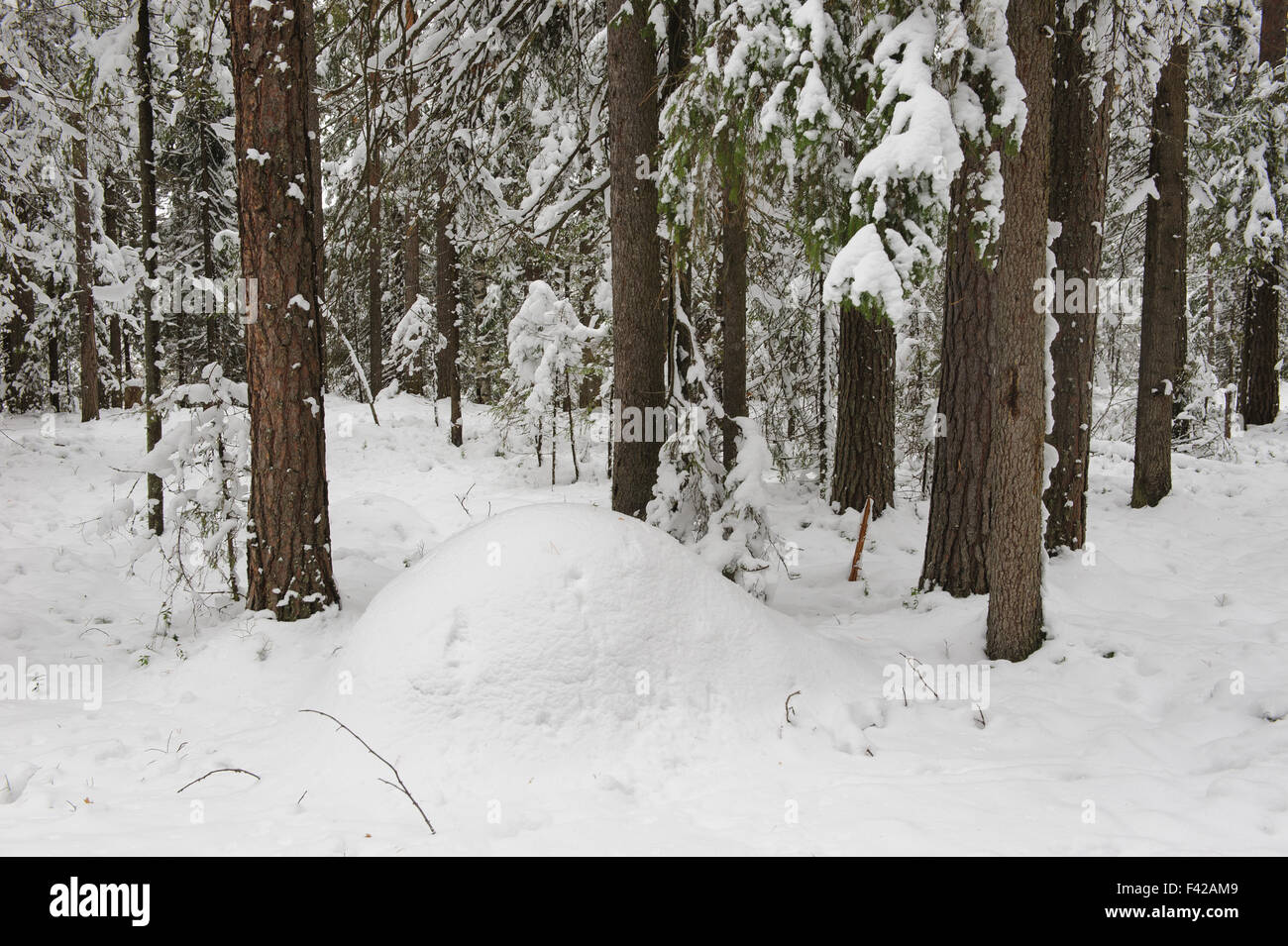 Ant Hill Side View High Resolution Stock Photography and Images - Alamy