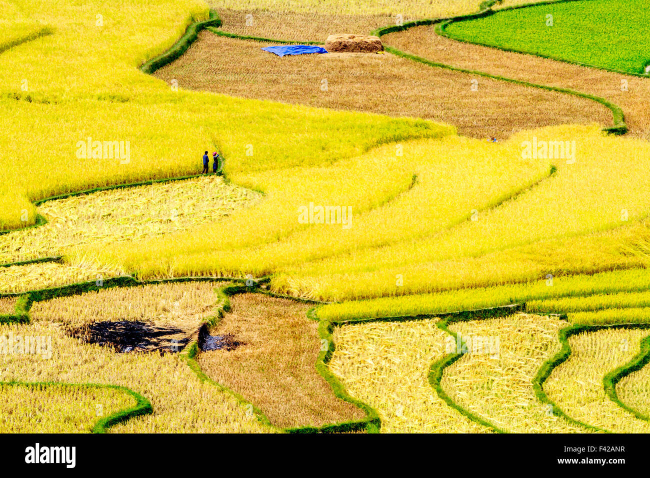 Golden ripen rice terraces in Mu Cang Chai, Vietnam Stock Photo - Alamy
