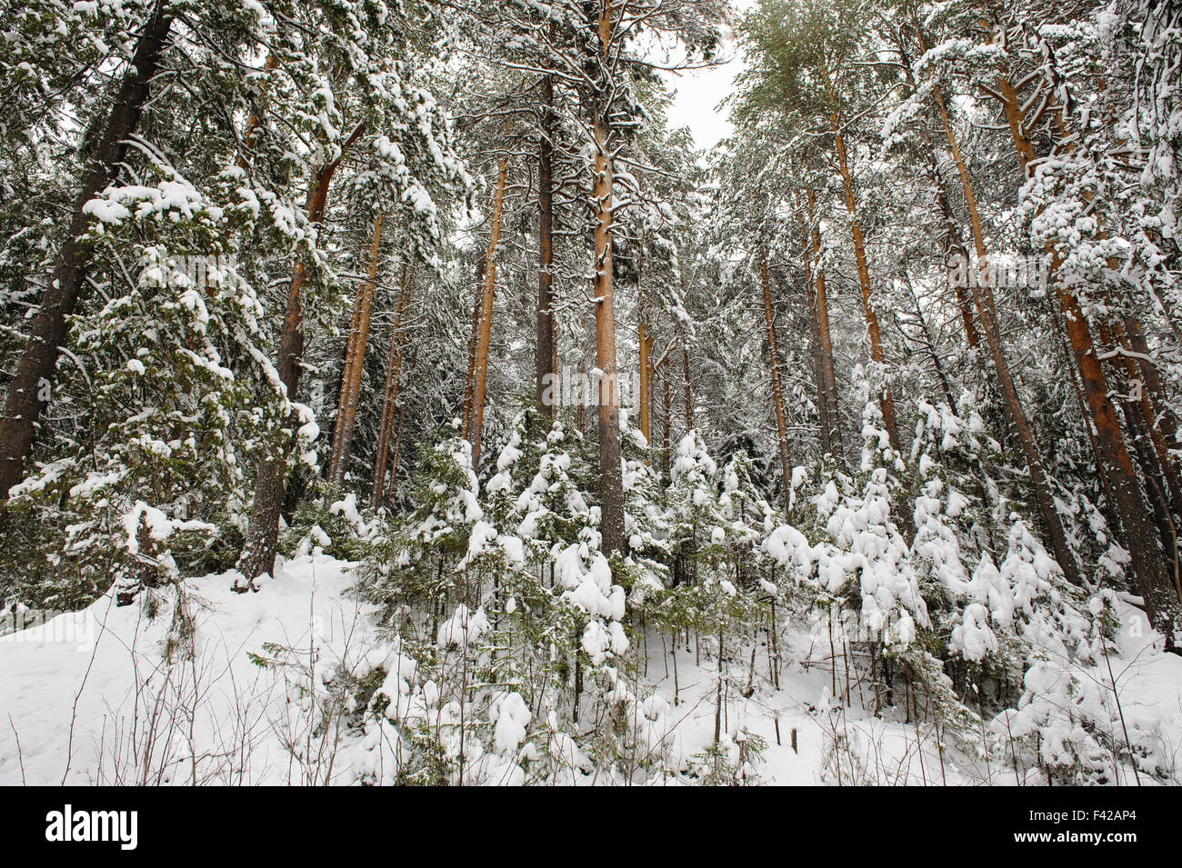Landscape. Pine-tree forest in beginning of winter Stock Photo - Alamy