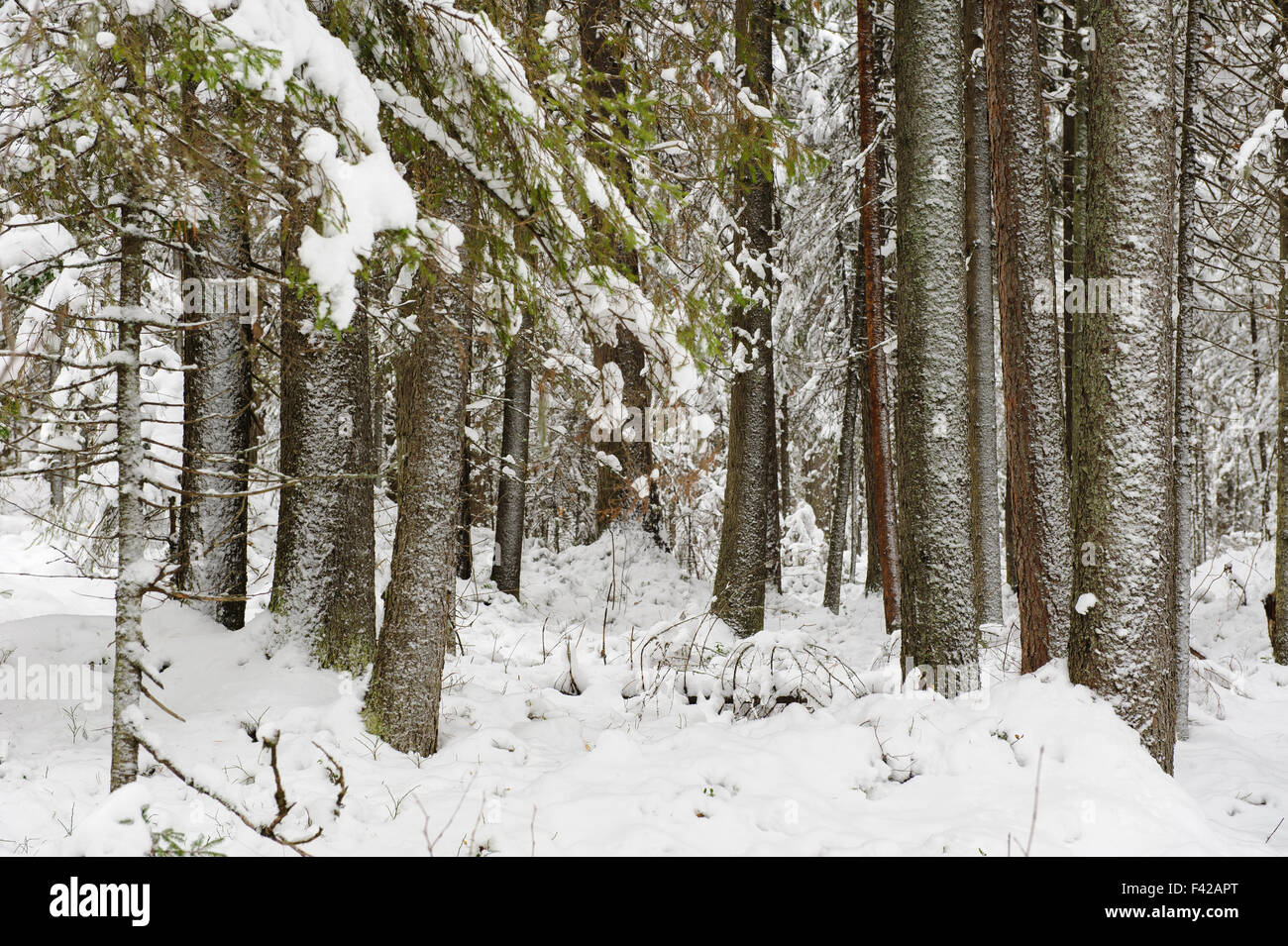Landscape. Pine-tree forest in beginning of winter Stock Photo - Alamy