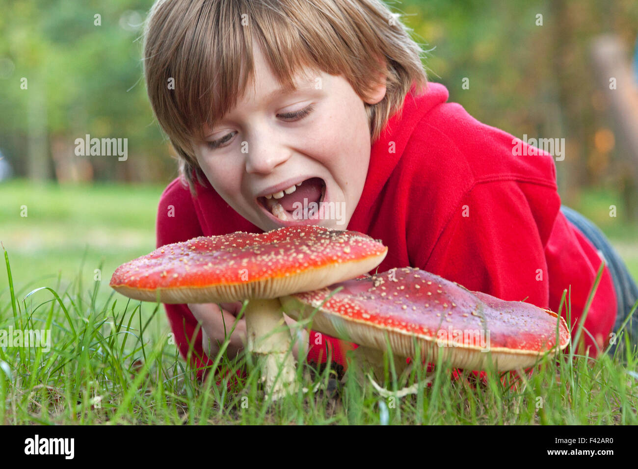 young boy pretending to eat fly agaric Stock Photo - Alamy