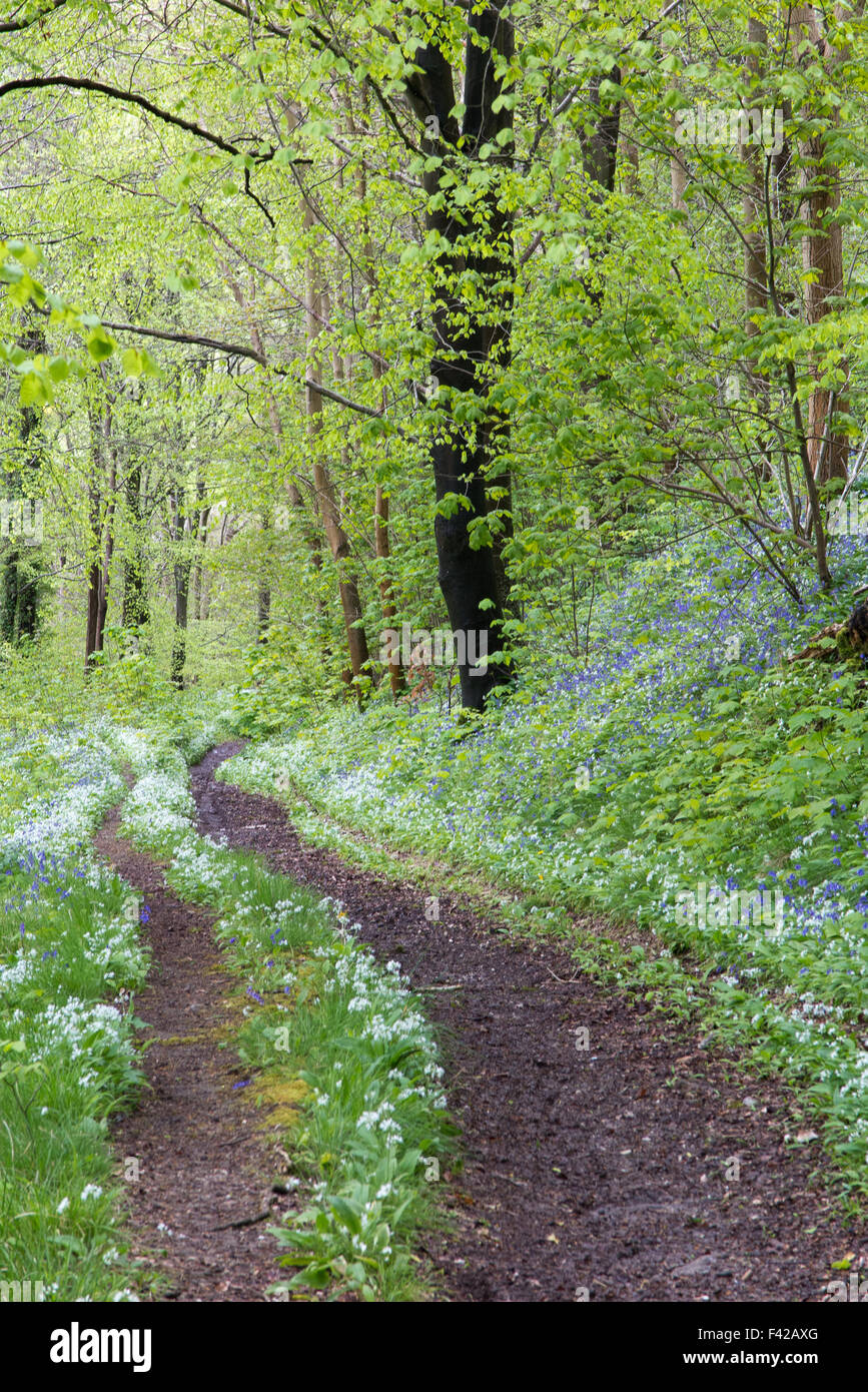 wild garlic in the woods at Milton Abbas, Dorset, England, UK Stock ...