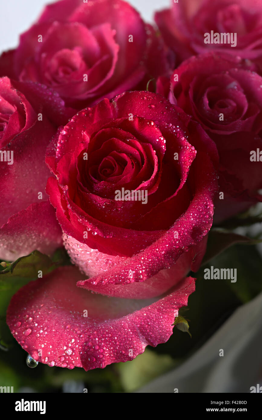 Bunch of Roses Stock Photo - Alamy