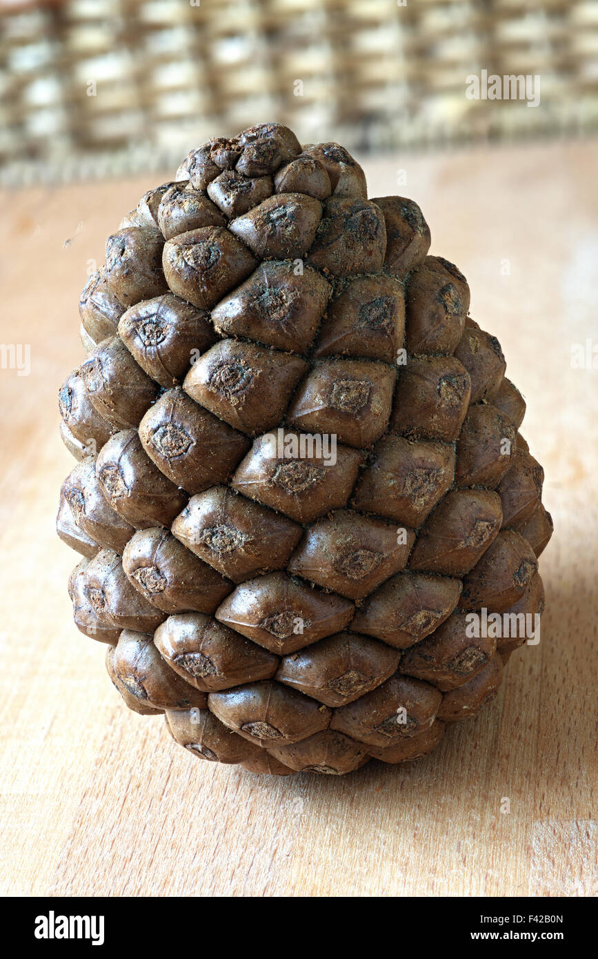 A Pine Cone Stock Photo - Alamy
