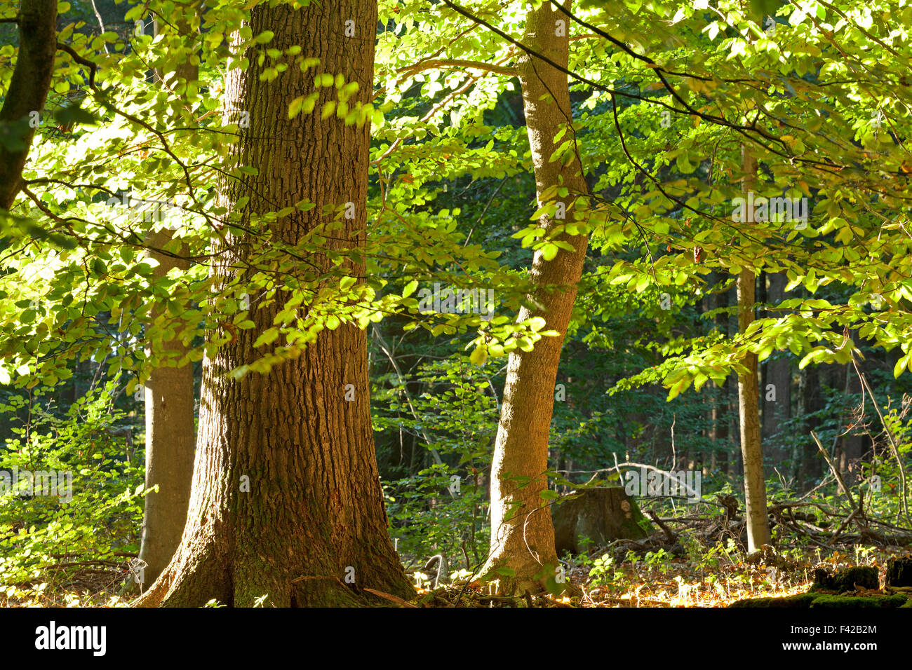 Inside a forest hi-res stock photography and images - Alamy