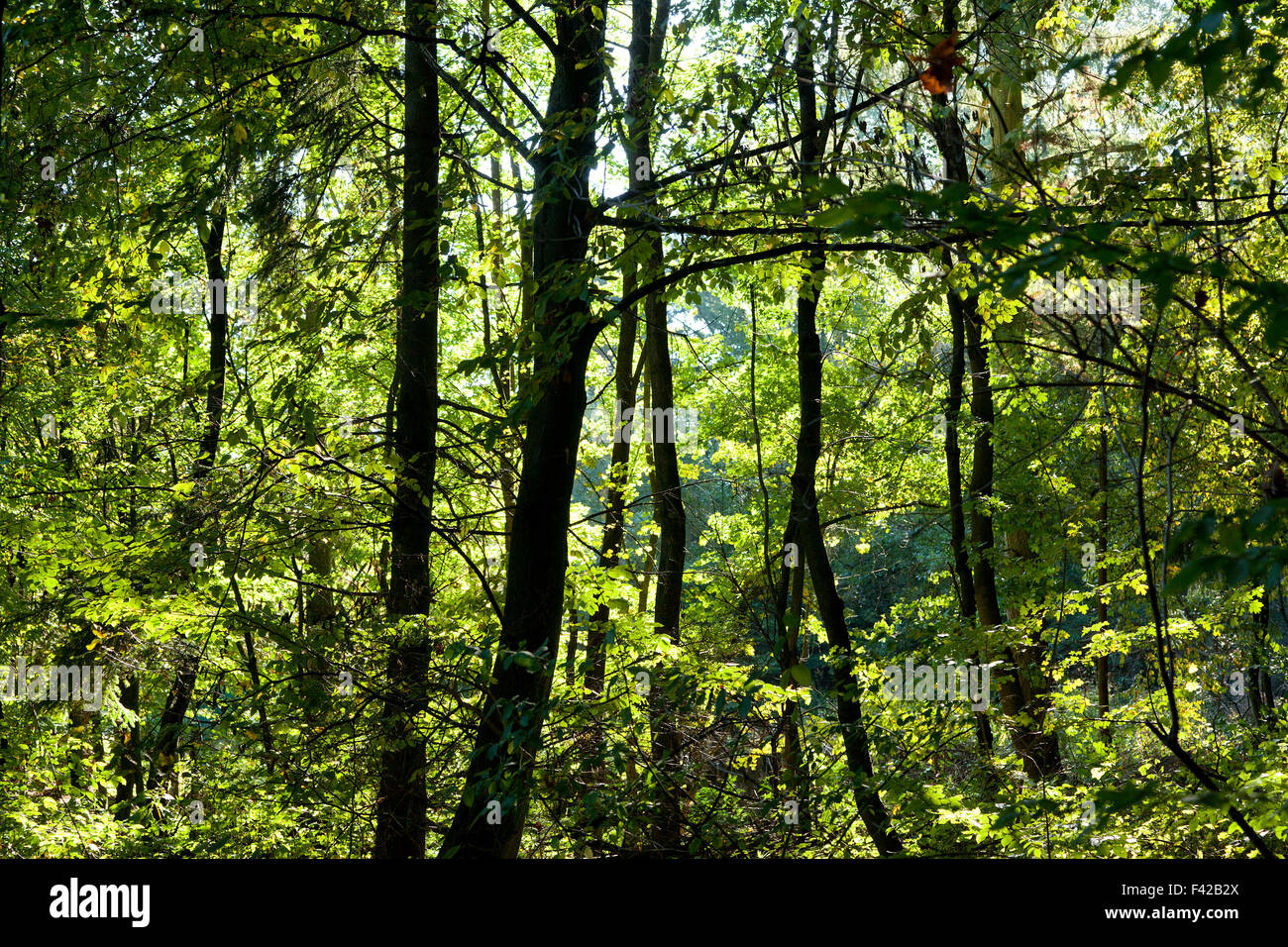 inside a forest Stock Photo - Alamy