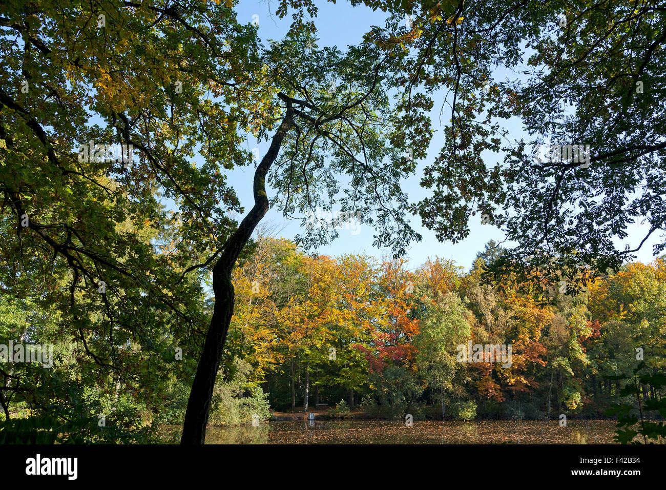 pond in a forest Stock Photo - Alamy