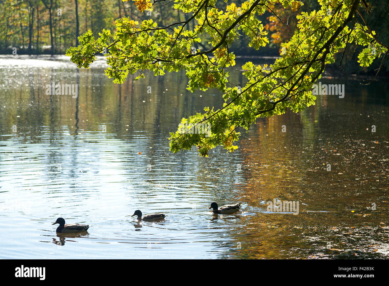 ducks in a pond Stock Photo - Alamy
