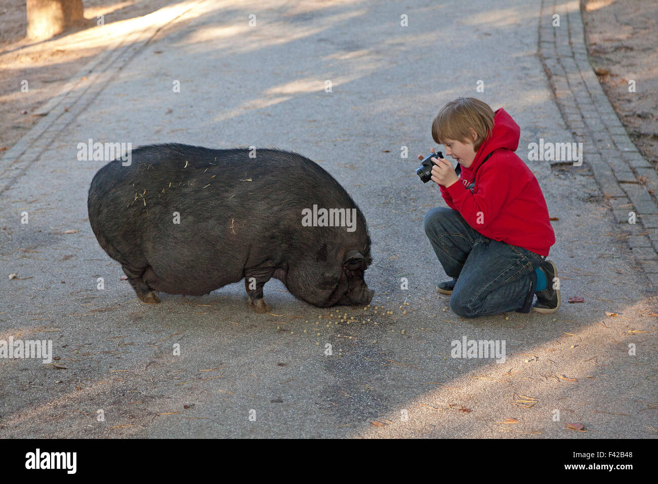boy taking picture of pot-bellied pig, Wildpark Schwarze Berge (zoo ...