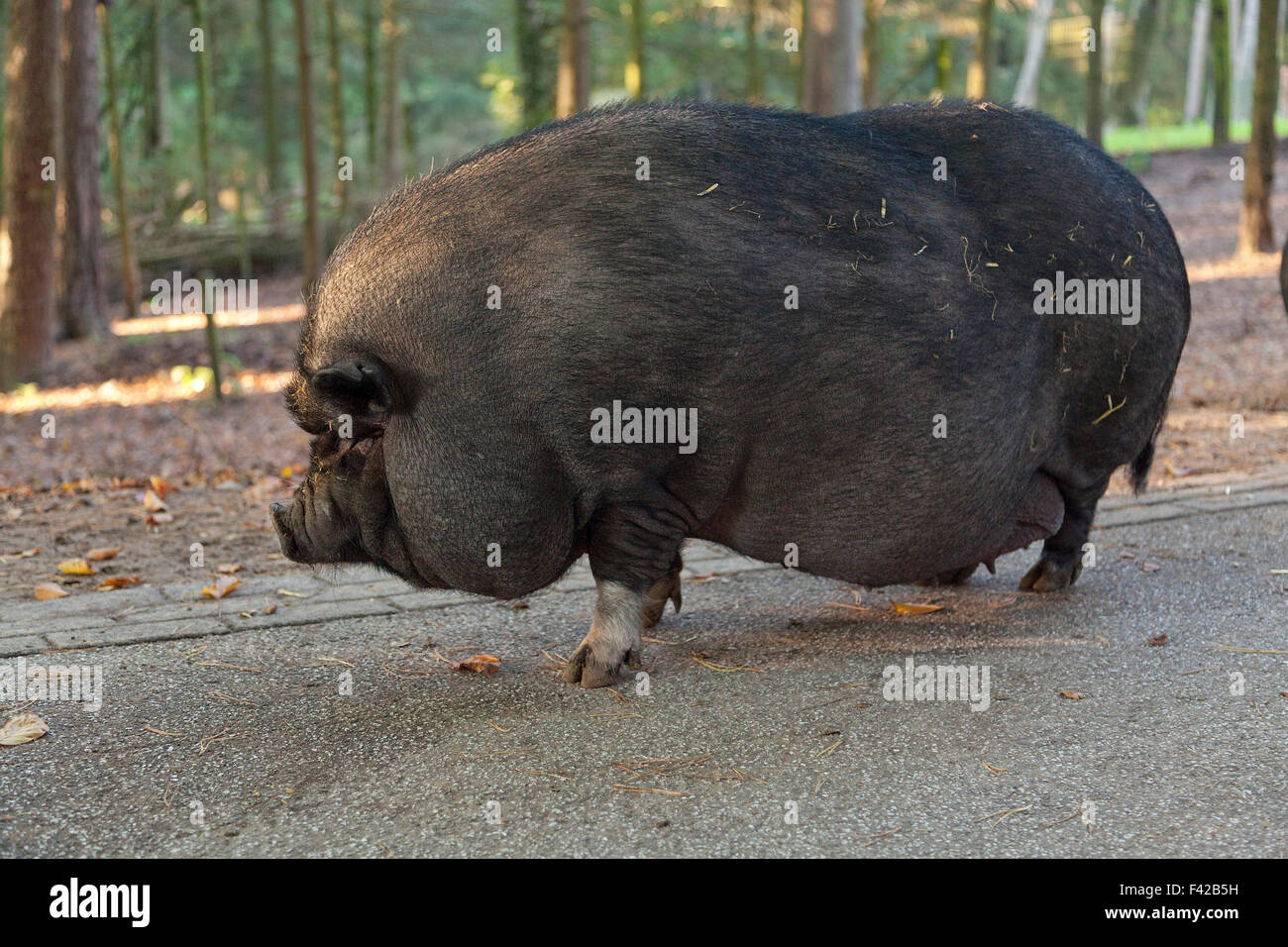 pot-bellied pig, Wildpark Schwarze Berge (zoo ´Schwarze Berge ...
