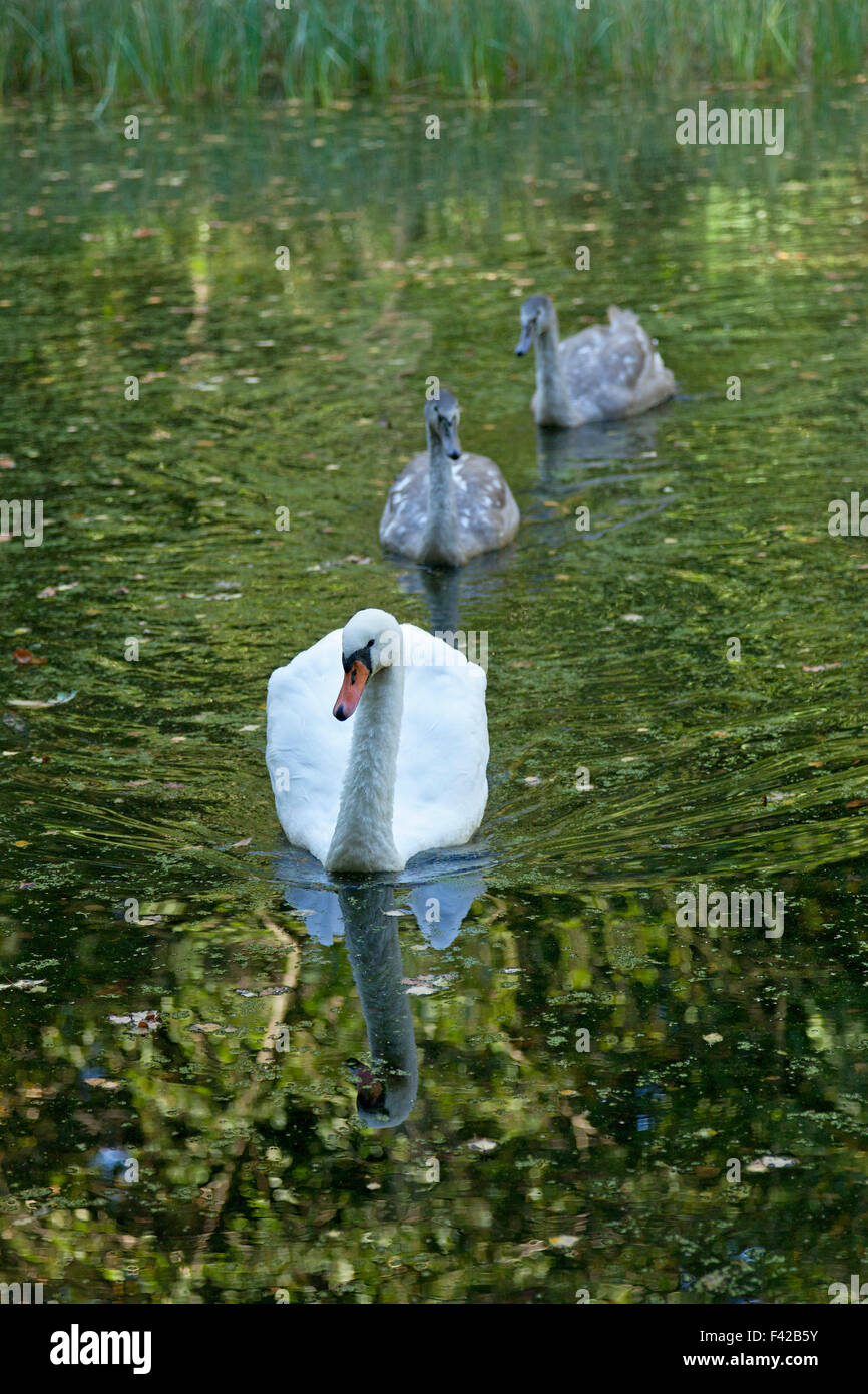 Family swans hi-res stock photography and images - Alamy