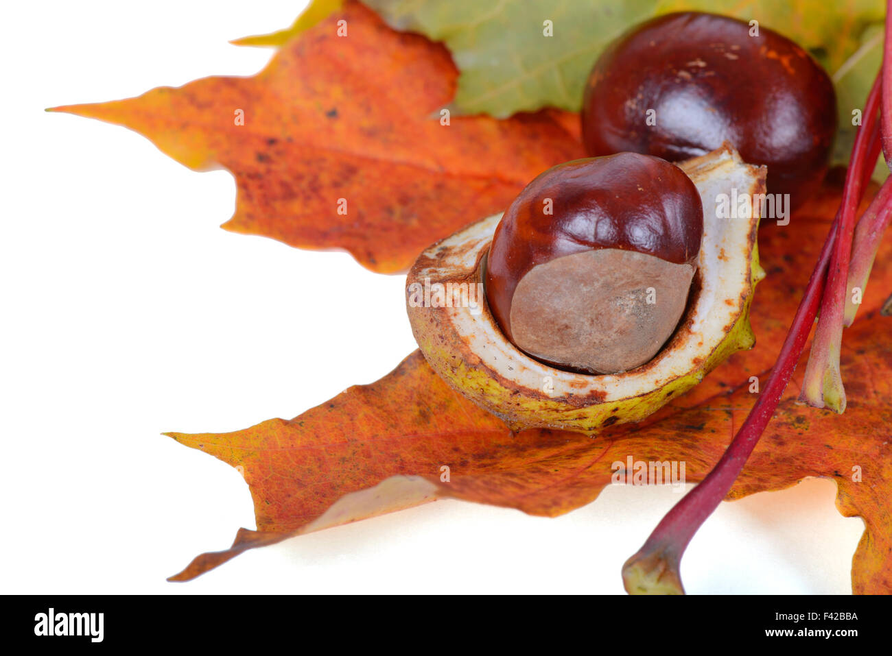Autumn leaves and chestnuts hi-res stock photography and images - Alamy