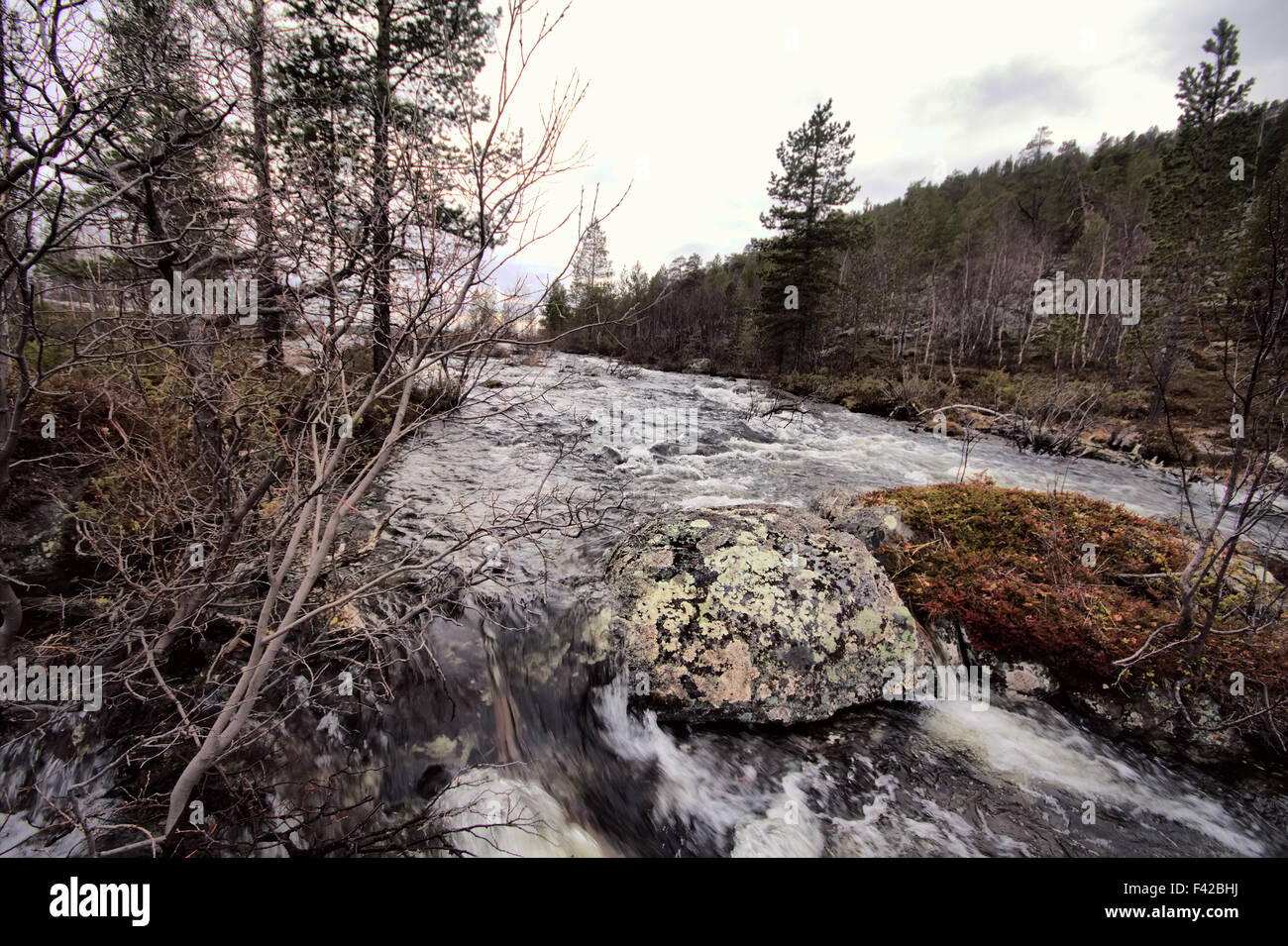 Taiga flowing spring river Stock Photo - Alamy