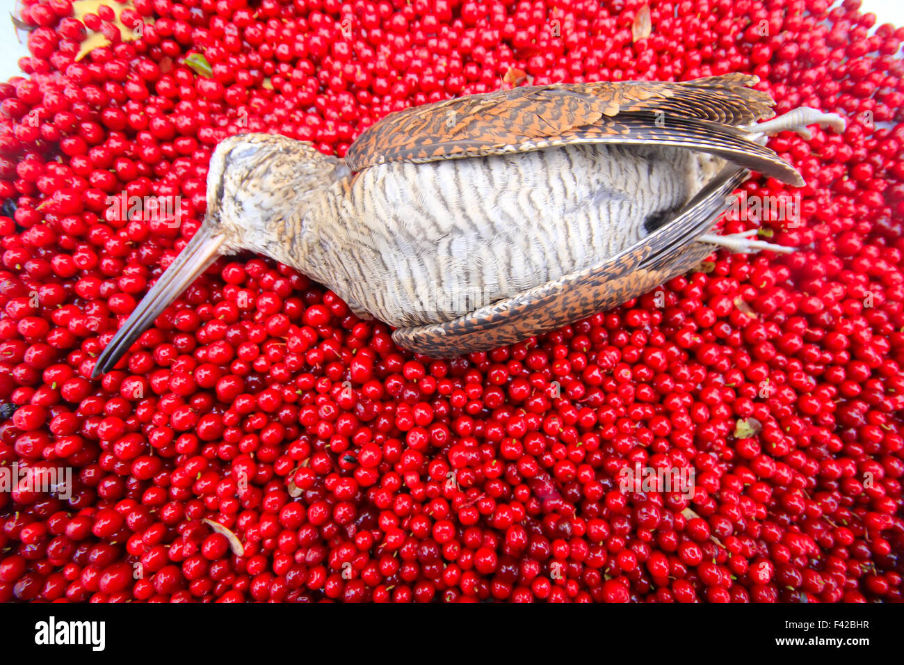 Bird hunting scene hi-res stock photography and images - Alamy