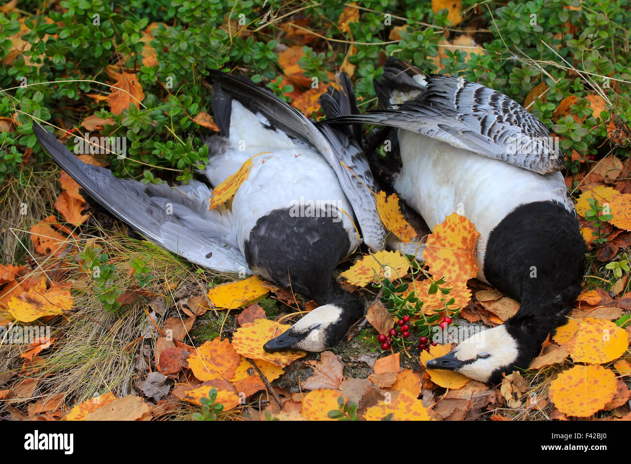 Trophies Northern hunting geese Stock Photo - Alamy