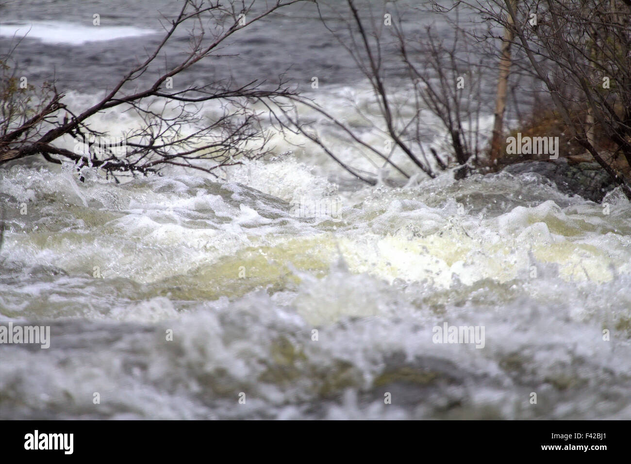 Taiga flowing spring river Stock Photo - Alamy