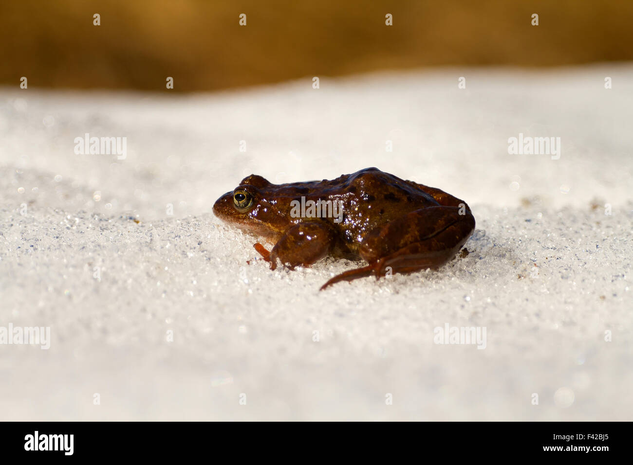 Frog hibernation hi-res stock photography and images - Alamy