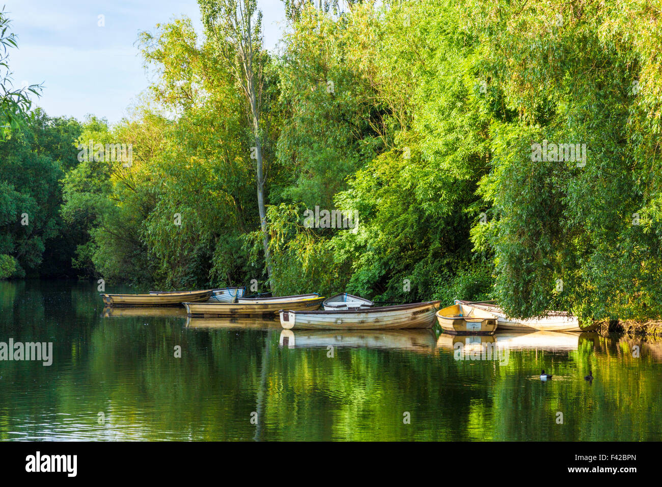 Early morning Summer sunlight on rowing boats on a lake in woodland ...