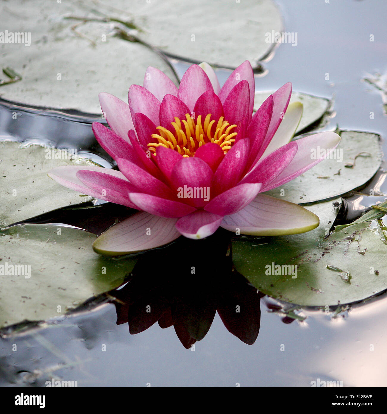 Single Lotus flower on water surface Stock Photo - Alamy