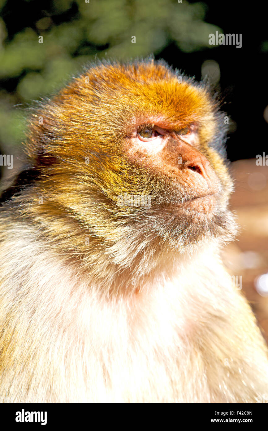 old monkey in africa morocco and natural background fauna close up ...