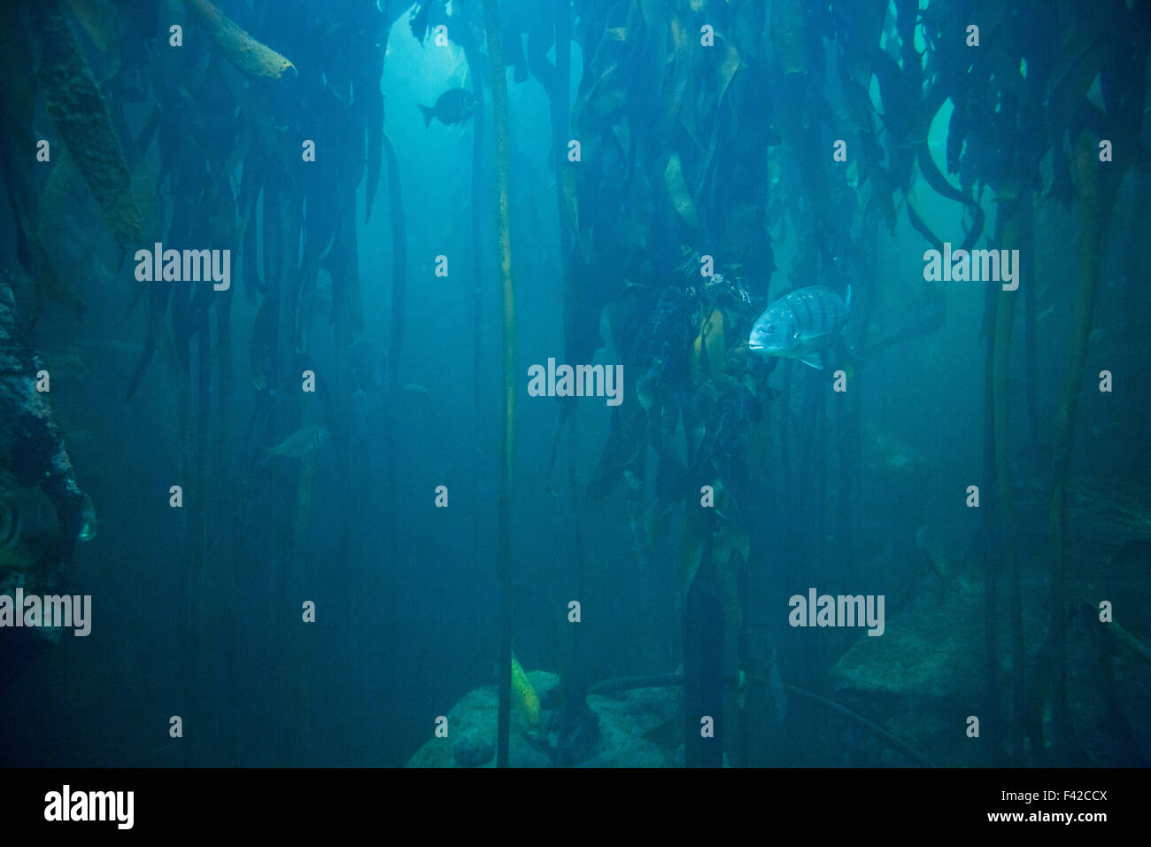 Fish swimming in tank Stock Photo - Alamy