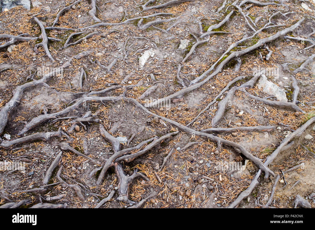 Tree roots soil underground hi-res stock photography and images - Alamy