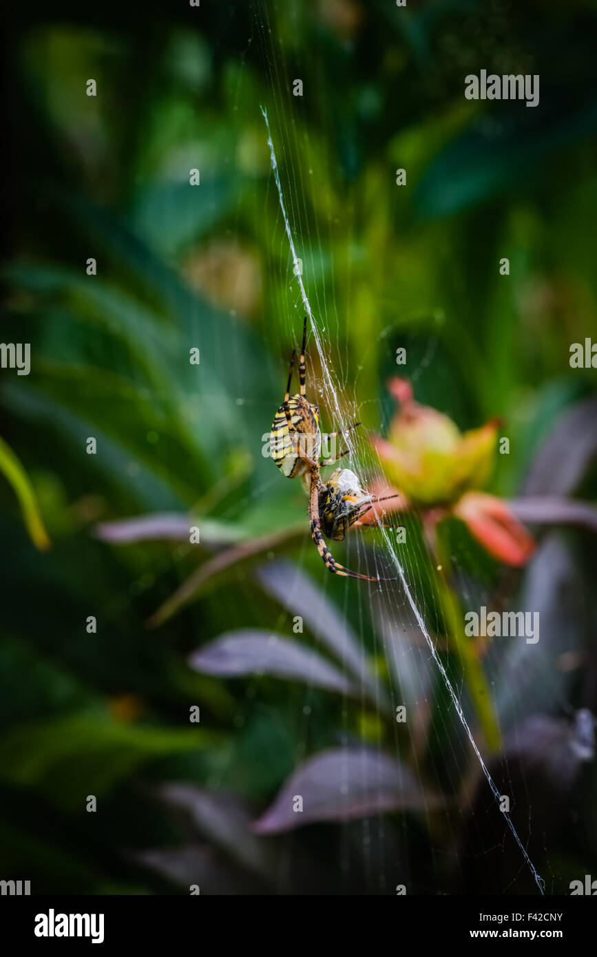 wasp spider eating bee on web Stock Photo - Alamy