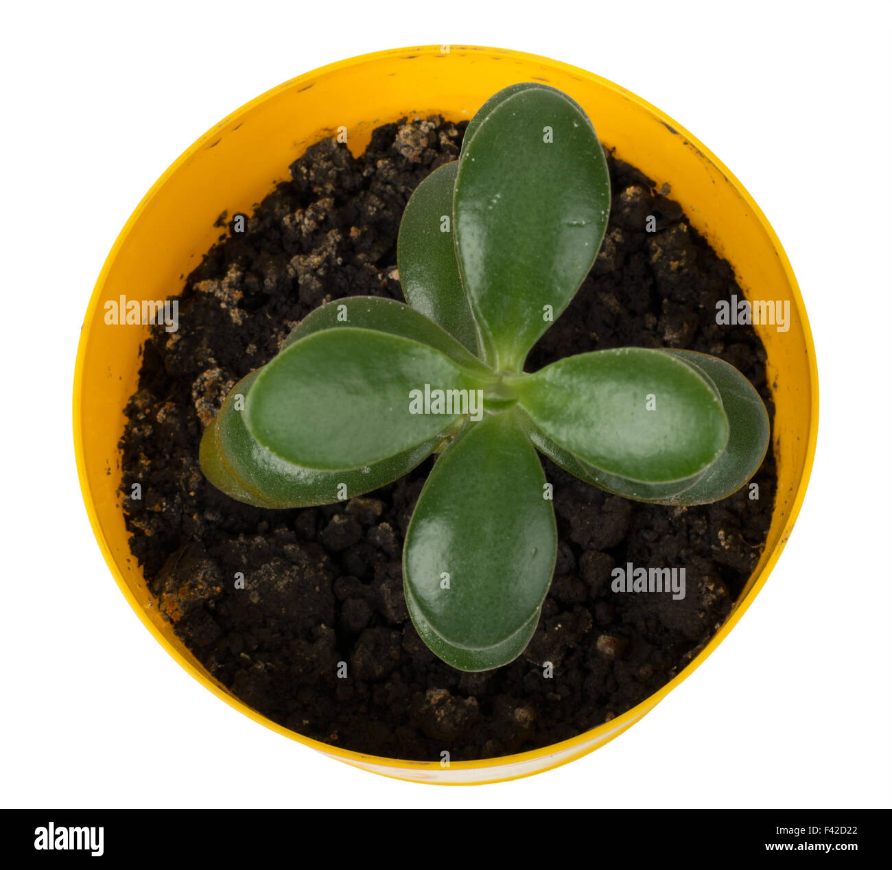Flower in pot, top view Stock Photo - Alamy
