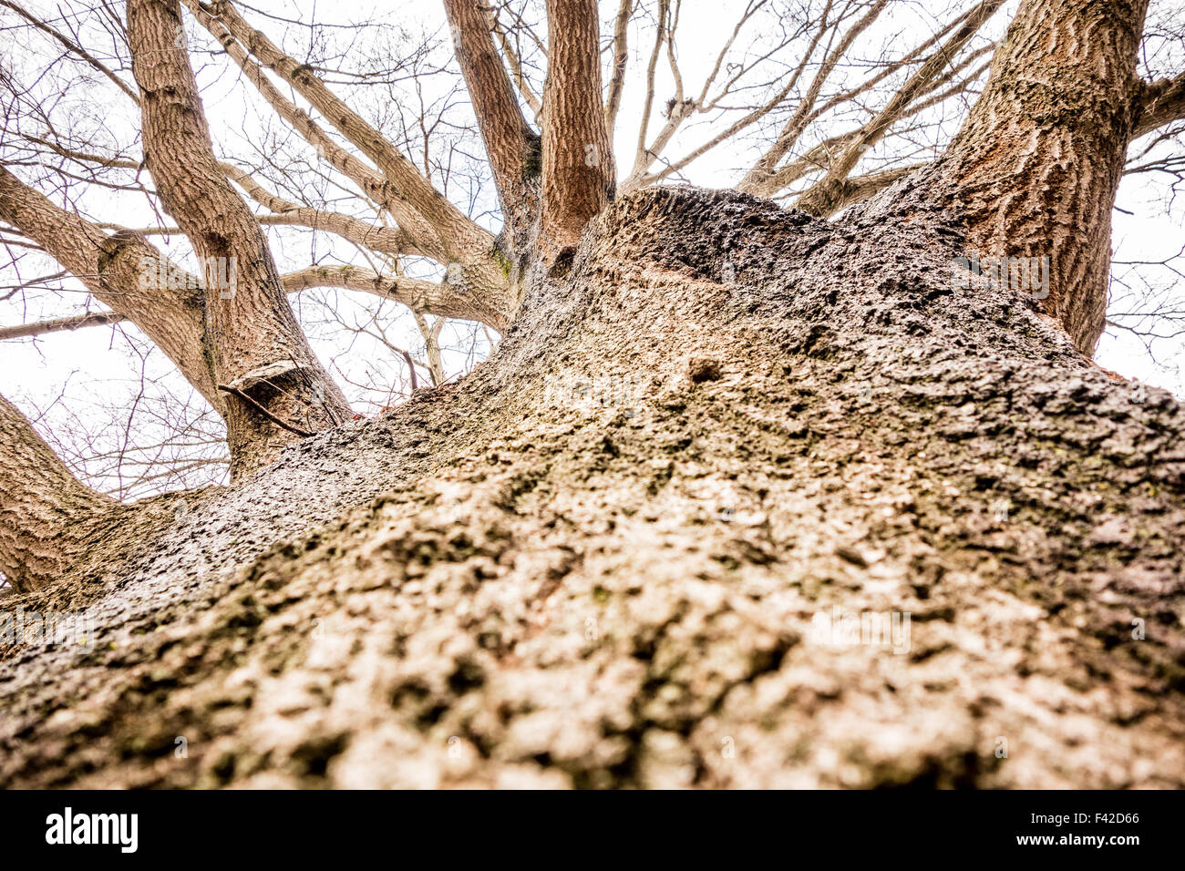 looking up a massive oak tree trunk Stock Photo - Alamy