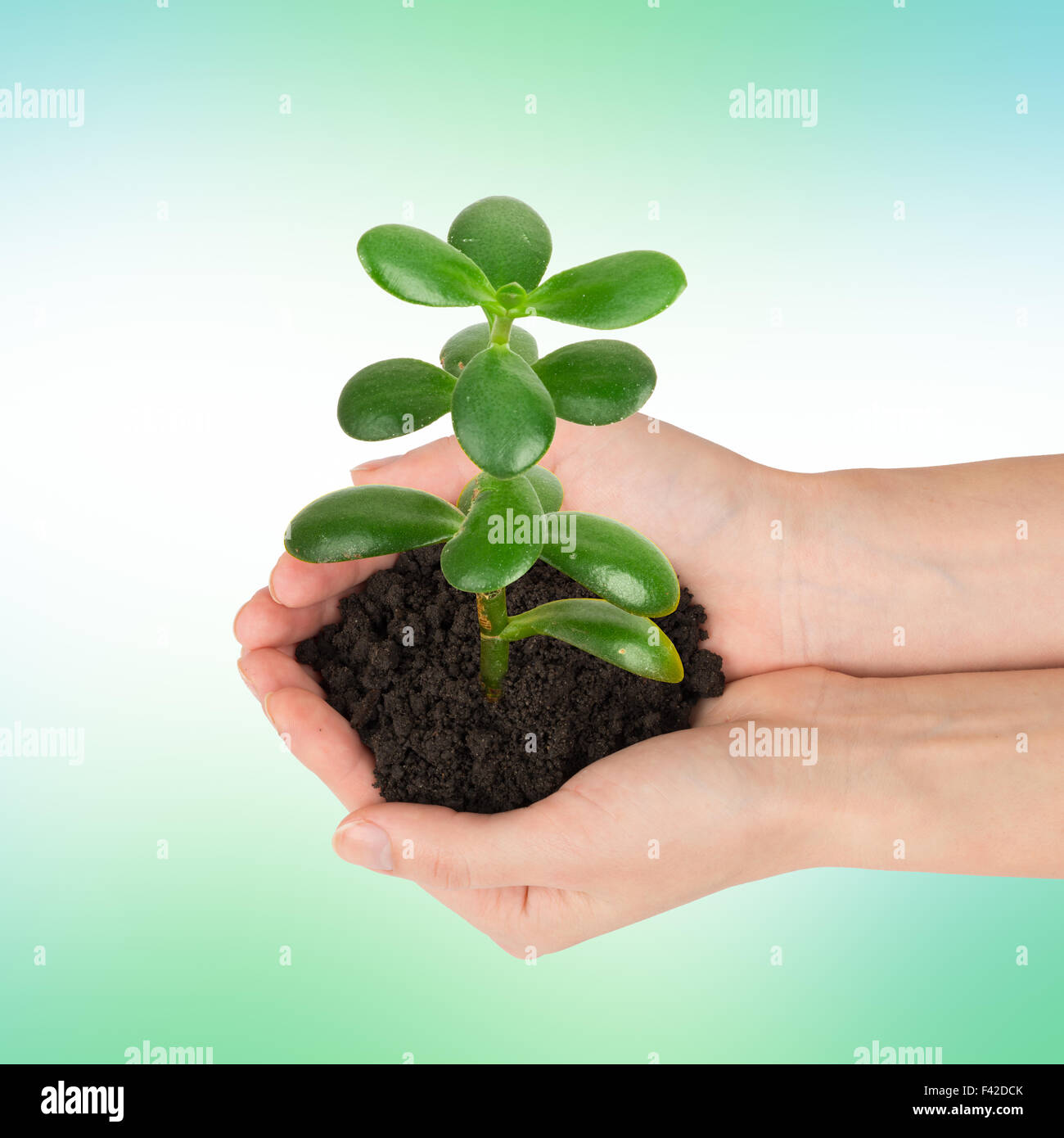 Humans hands holding plant with ground Stock Photo - Alamy