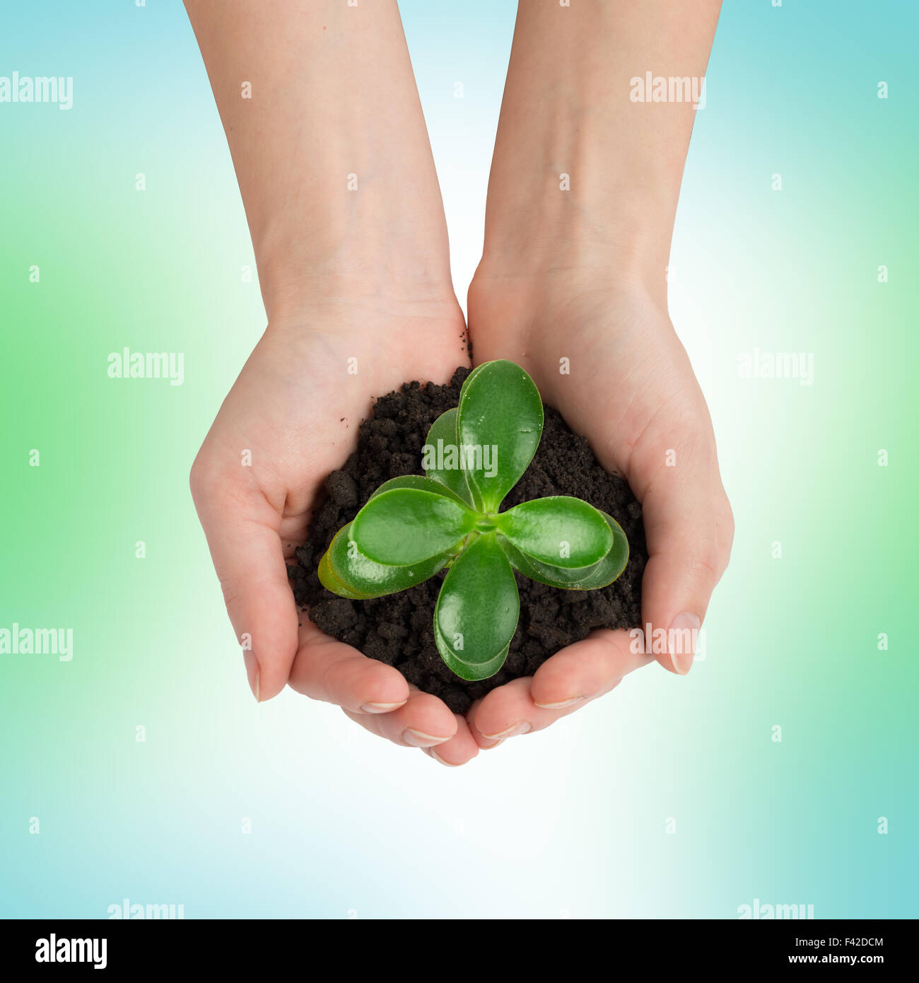 Humans hands holding green plant with ground Stock Photo - Alamy