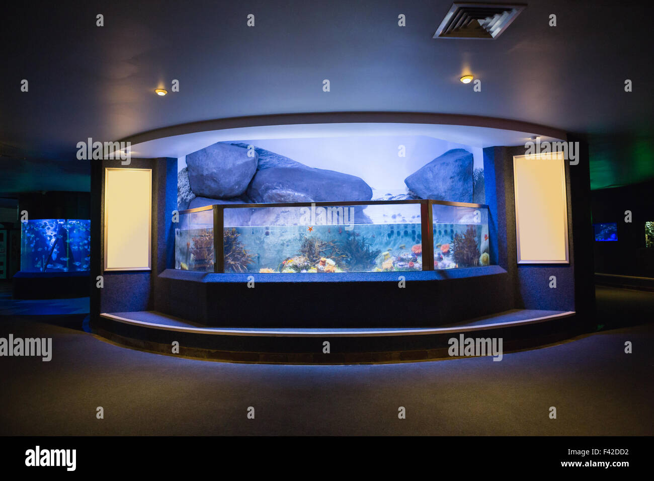 Lit up fish tank Stock Photo - Alamy