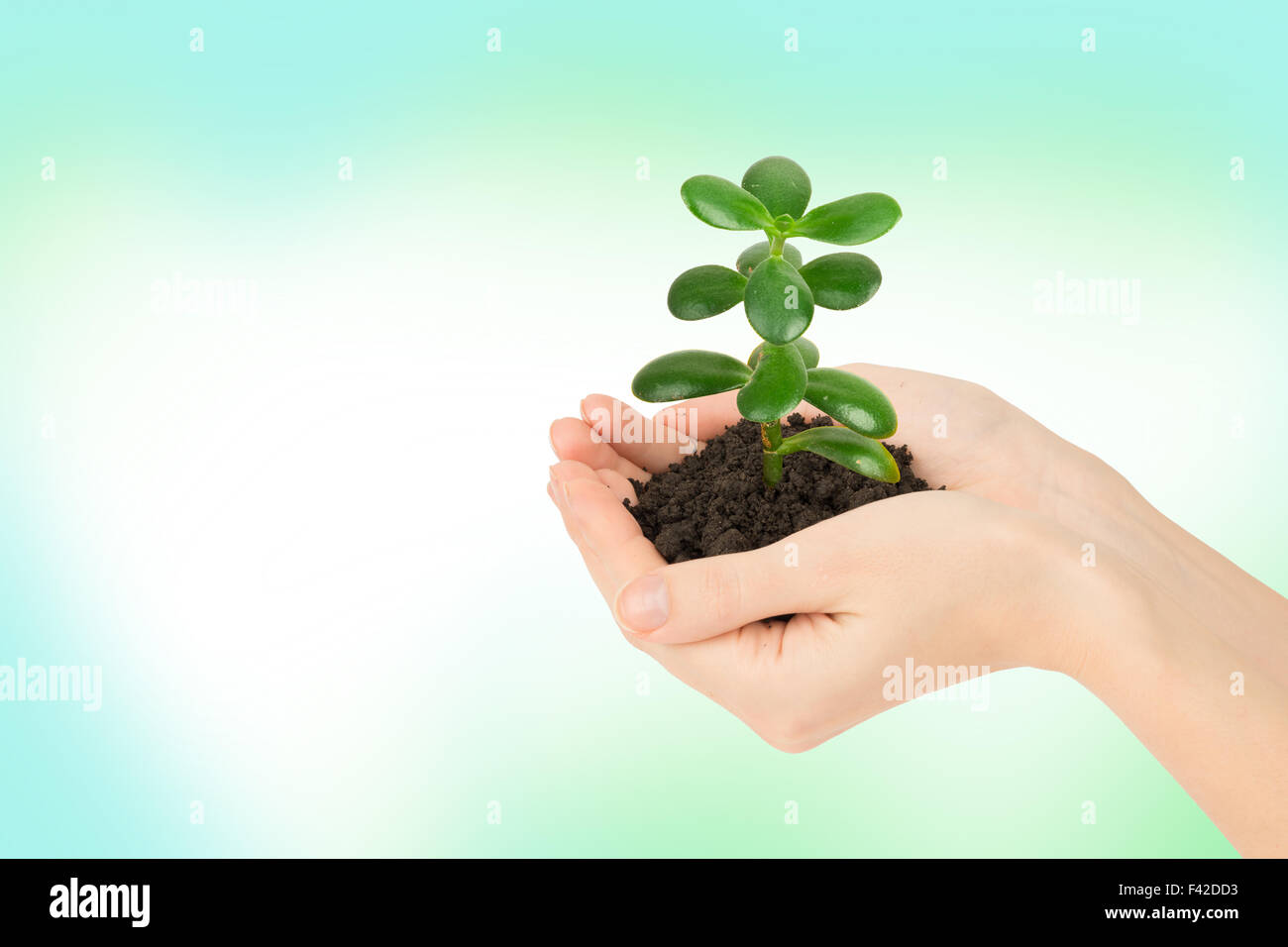Humans hands holding plant Stock Photo - Alamy