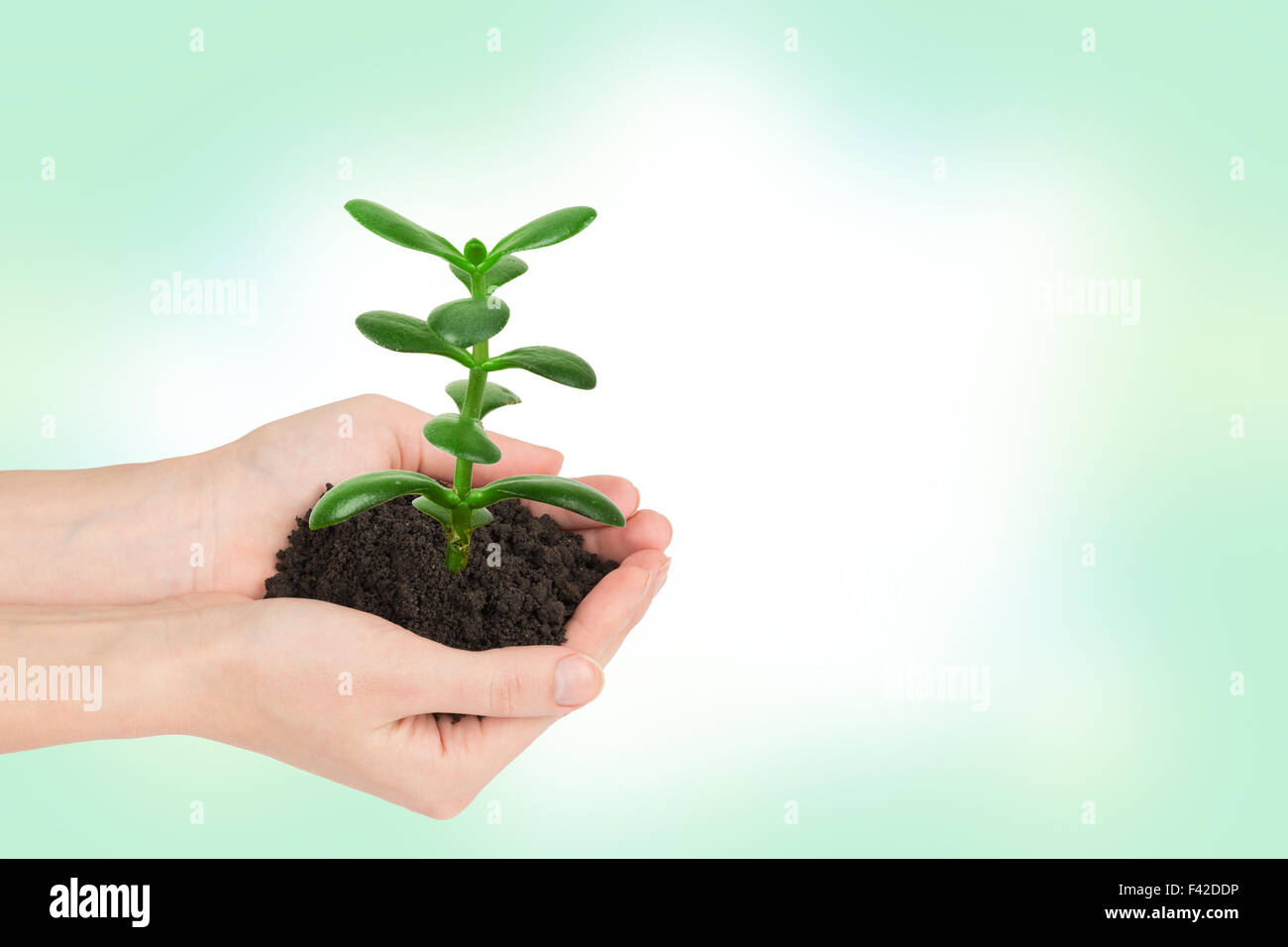 Womans hands holding plant with ground, side view Stock Photo - Alamy