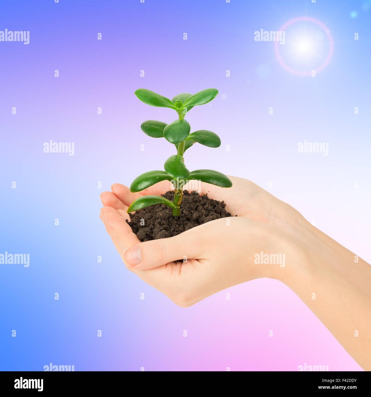 Plant in humans hands Stock Photo - Alamy
