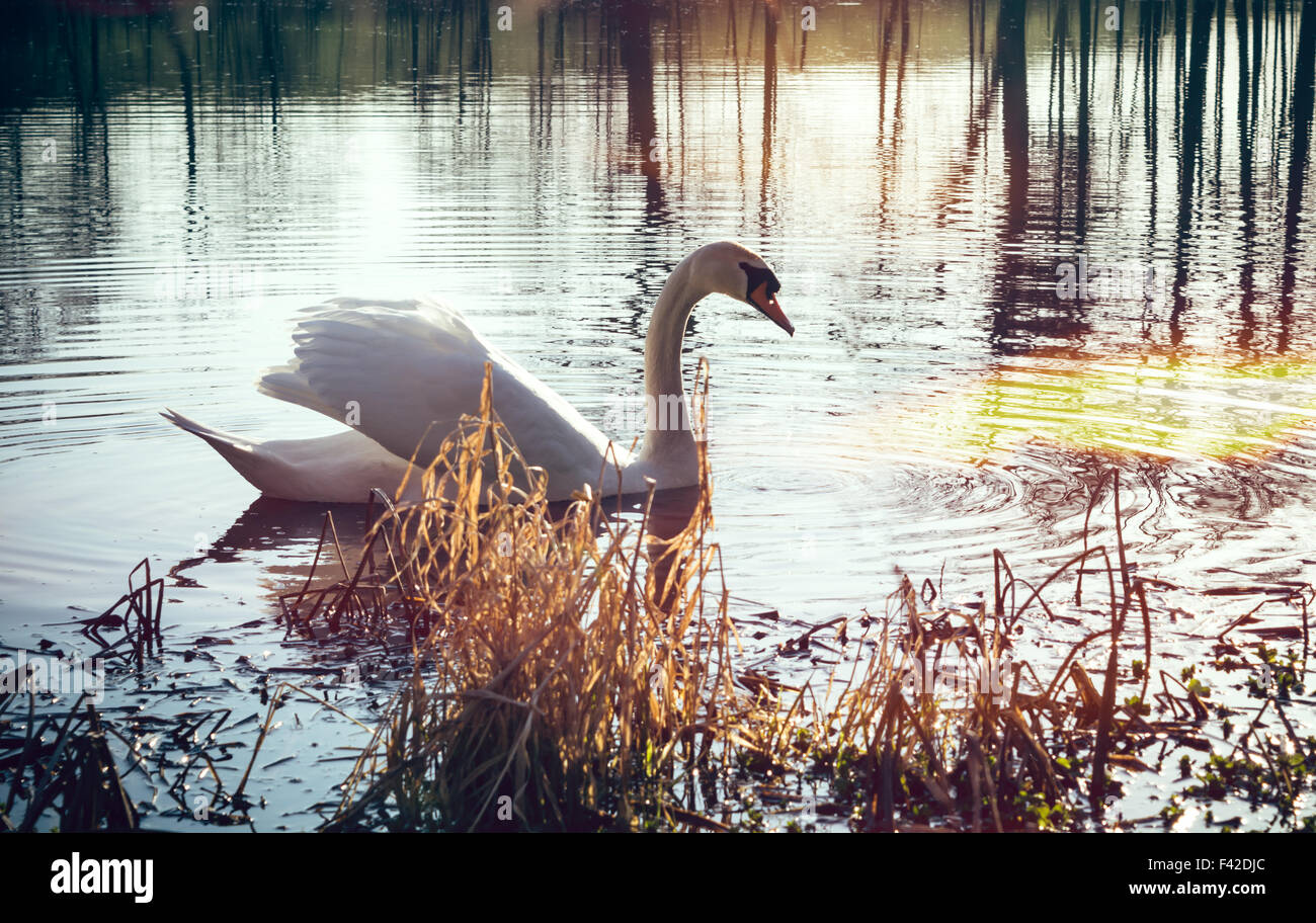 Swan in the water Stock Photo - Alamy