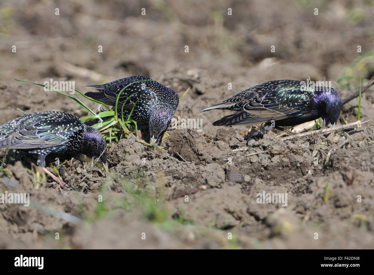 Sturnus vulgaris male hi-res stock photography and images - Alamy