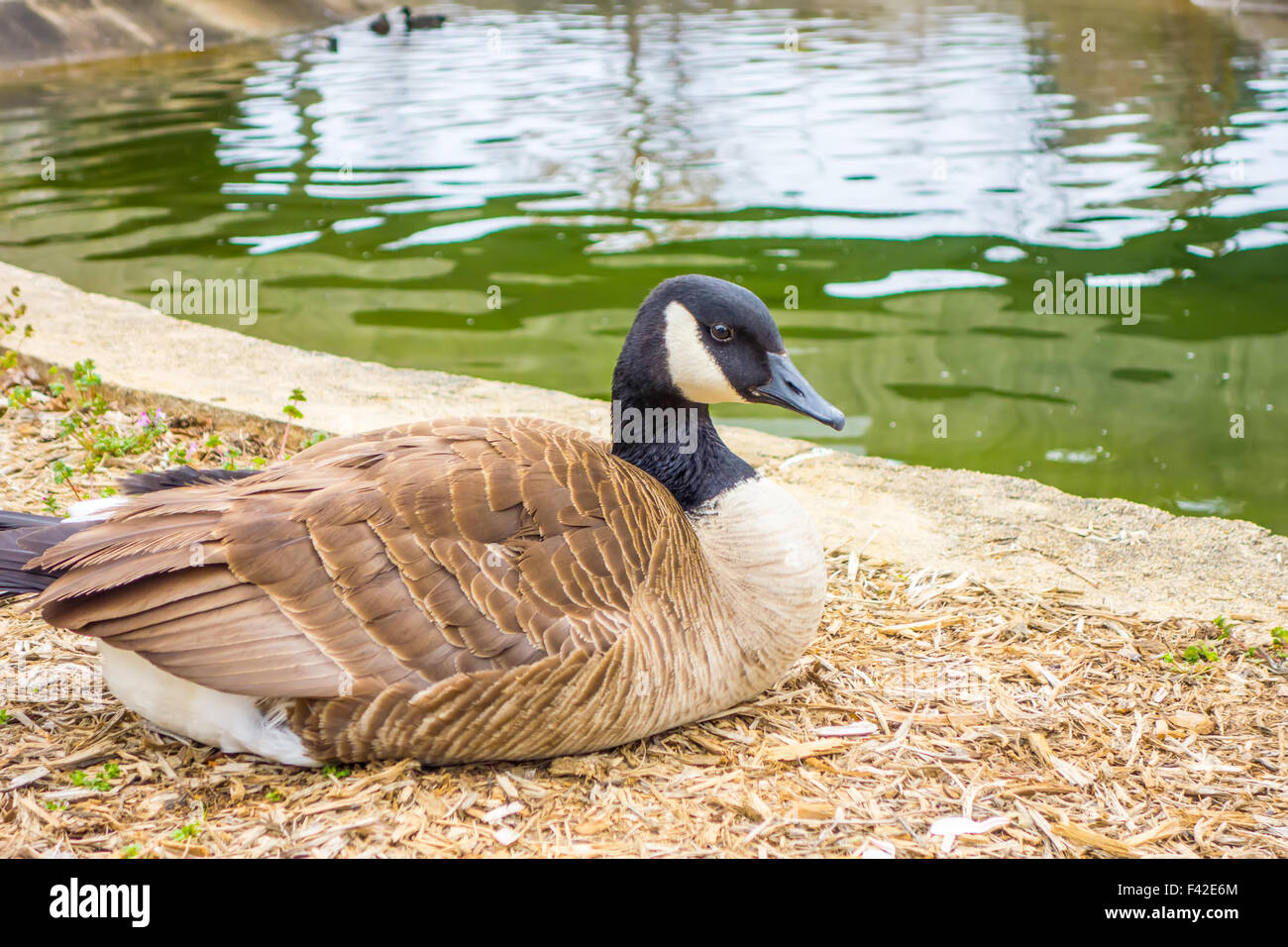 goose sitting and resting near a small lake Stock Photo - Alamy