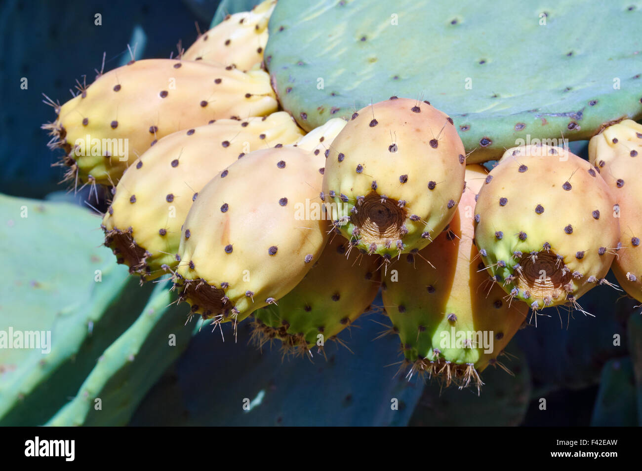 paddle cactus in Kos island in Greece Stock Photo - Alamy