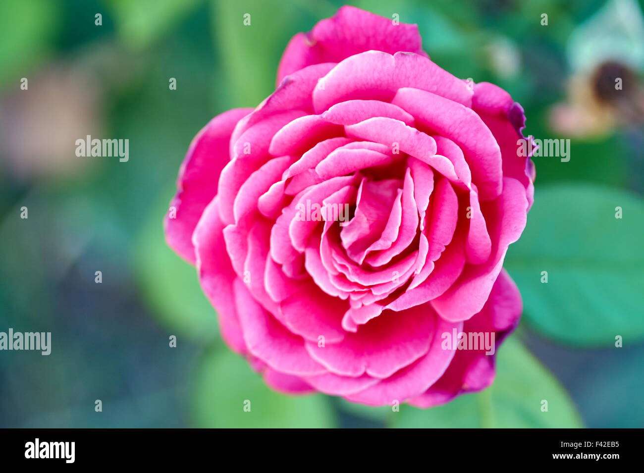 Pink flower rose island kos hi-res stock photography and images - Alamy