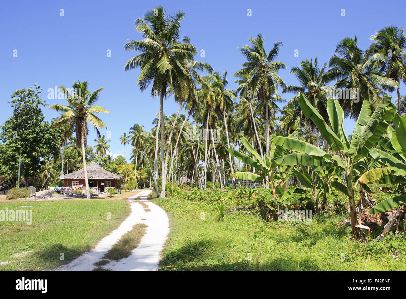 Cabin in the palm grove Stock Photo - Alamy