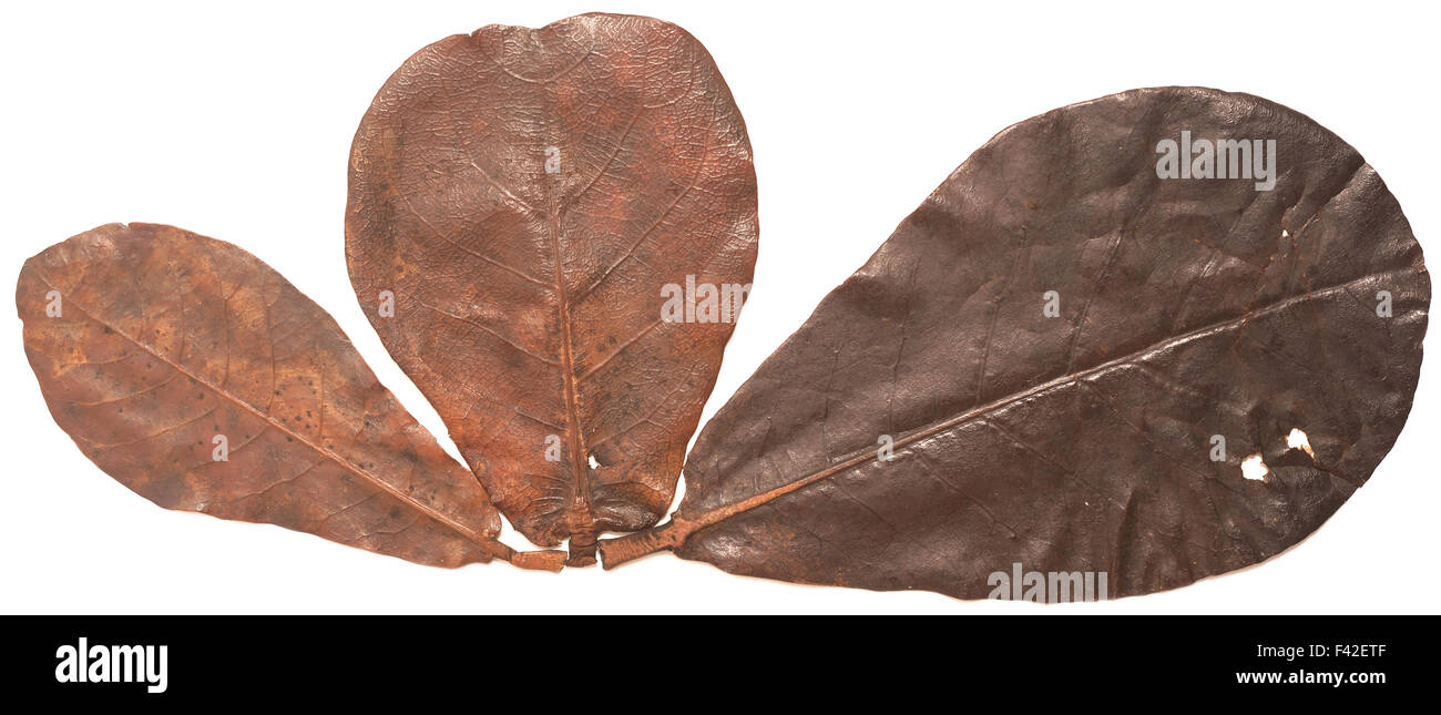 Warm colored leaves hi-res stock photography and images - Alamy